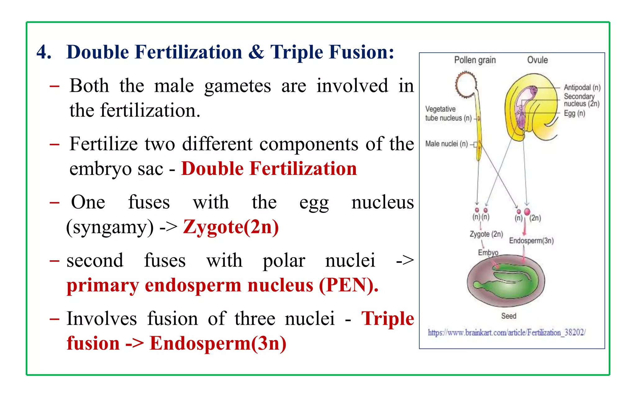 Fertilisation in plants | PPTX | Infertility | Reproductive Health