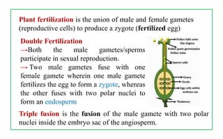 Fertilisation in plants | PPTX