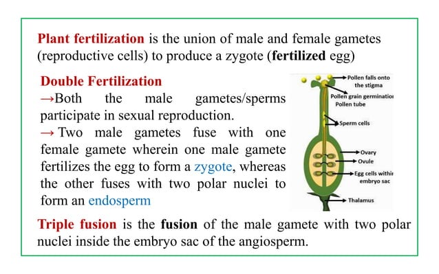 Fertilisation in plants | PPTX | Infertility | Reproductive Health