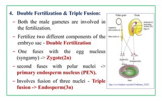 Fertilisation in plants | PPTX