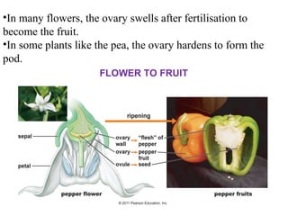 Fertilisation in the flowering plants | PPT