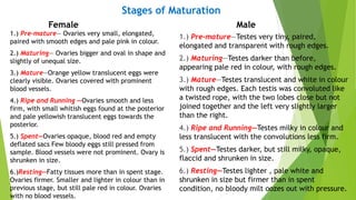 Fertility and Level of Maturity of Sexual Products(1).pptx