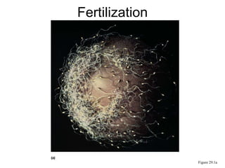 Fertilization | PPT