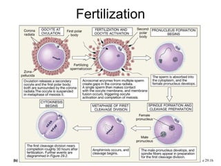 Fertilization | PPT