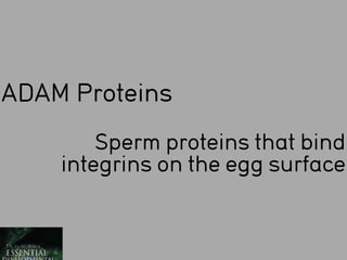 Fertilization | PDF