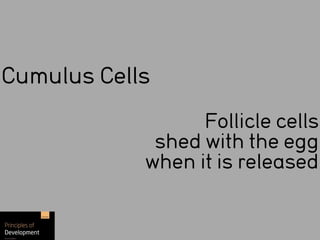 Fertilization | PDF