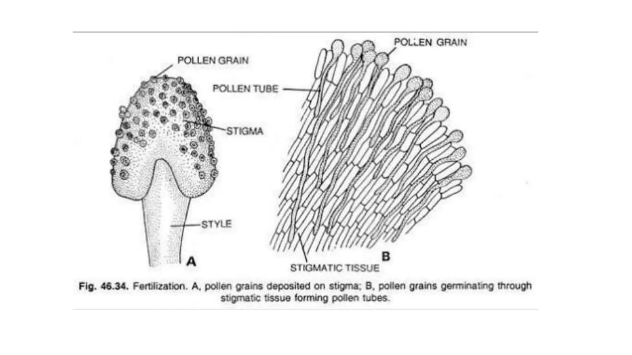 Fertilization | PPT
