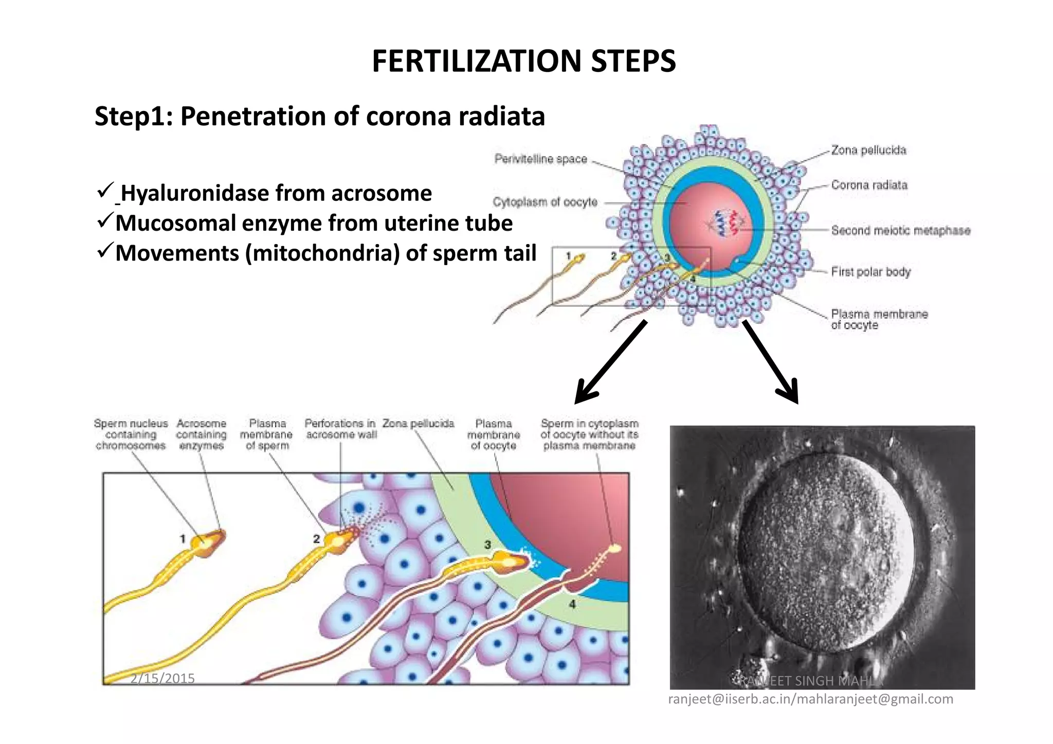 Fertilization | PDF