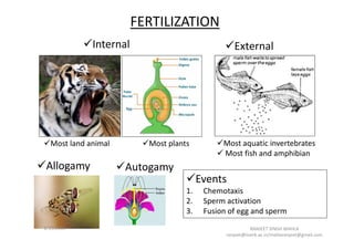 Fertilization | PPT