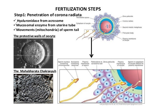 Fertilization