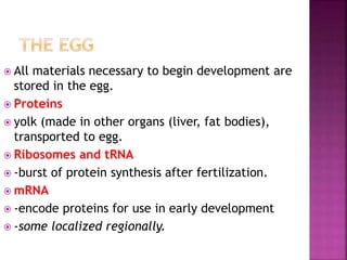 Fertilization | PPTX