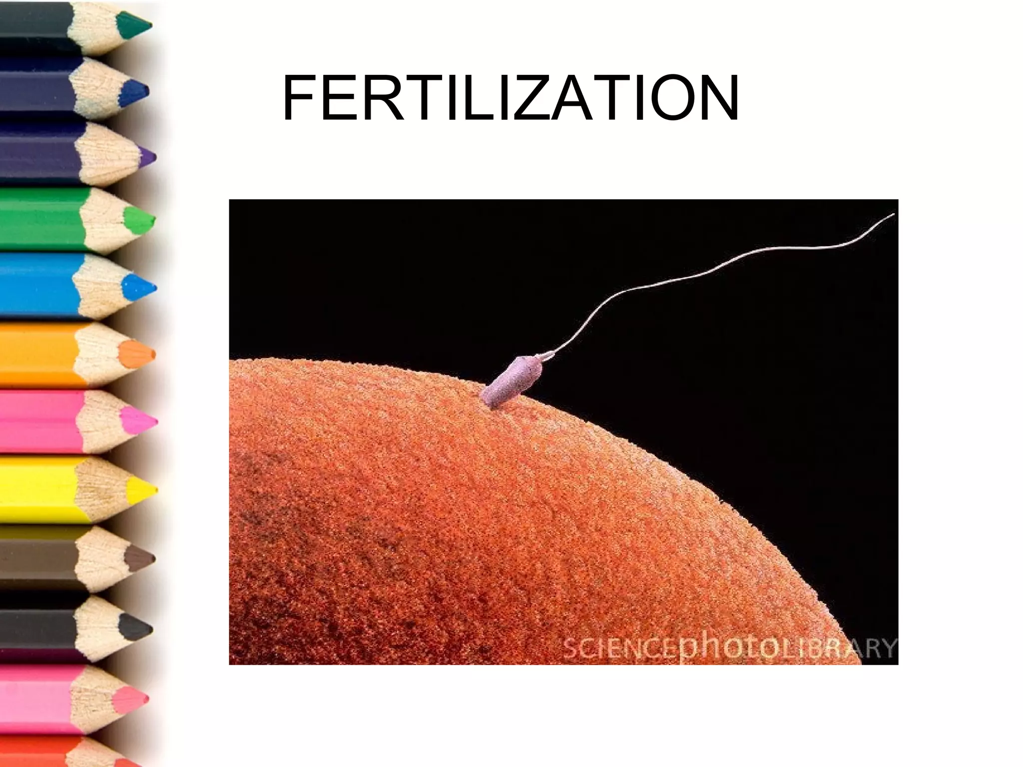 Fertilization | PPT