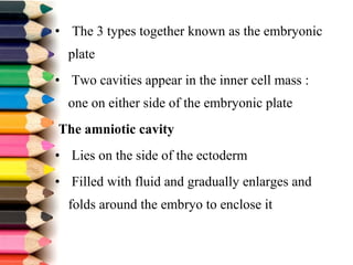 Fertilization | PPT