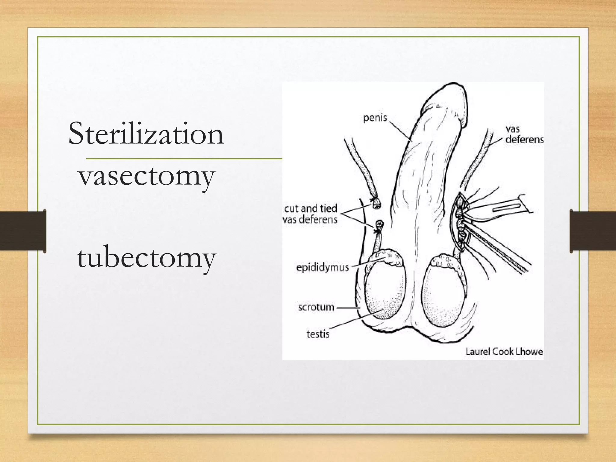 Fertilization In Humans Ppt