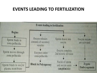 Fertilization | PPT