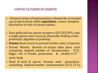 Fertilization | PPTX