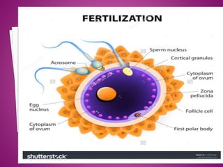 Fertilization | PPTX