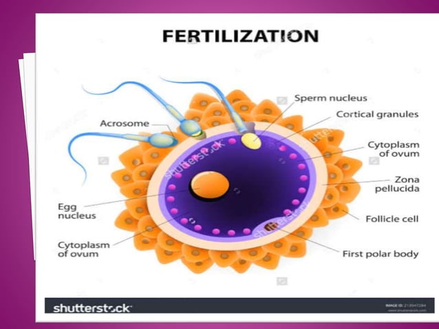 Fertilization | PPT