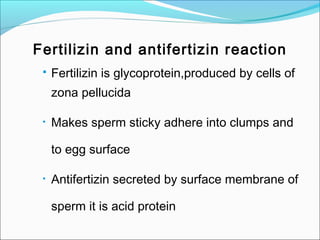 Fertilization | PPT