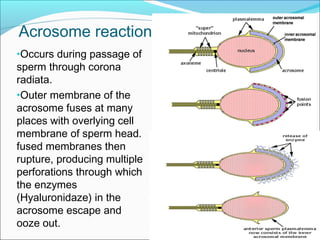 Fertilization | PPT | Infertility | Reproductive Health