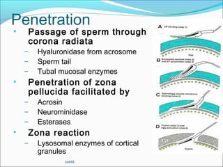 Fertilization | PPT | Infertility | Reproductive Health