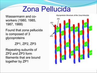 Fertilization | PPT