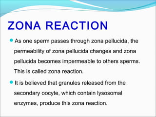 Fertilization | PPT