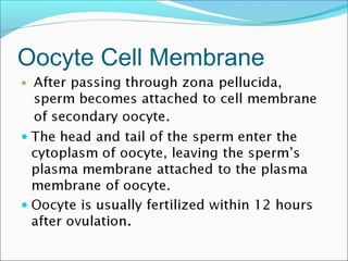 Fertilization | PPT