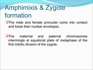Fertilization | PPT
