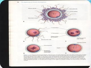 Fertilization | PPT