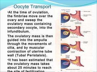 Fertilization | PPT