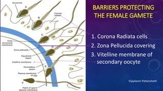 Fertilization | PPTX