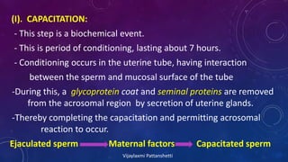 Fertilization | PPTX