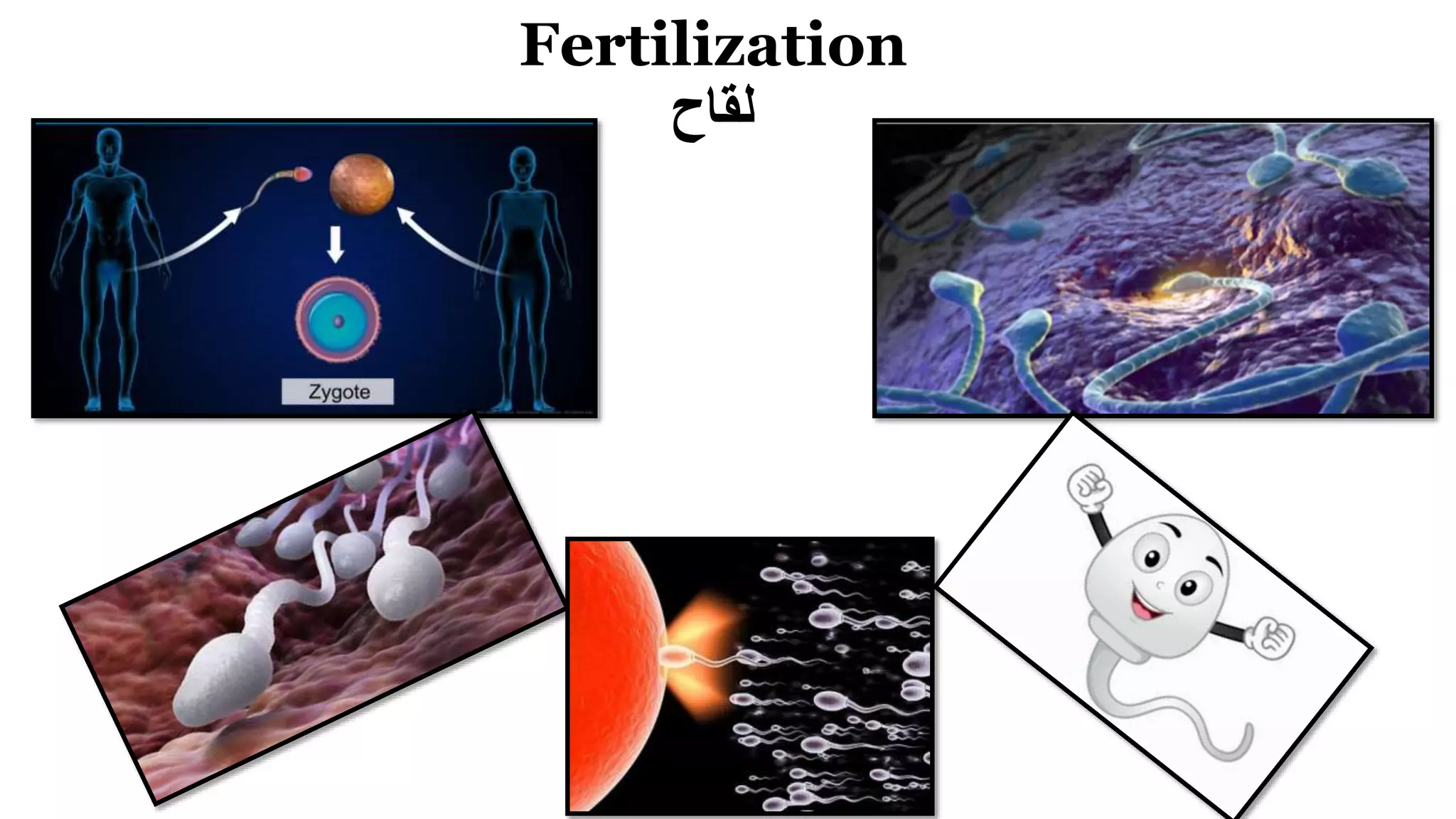 Fertilization | PPTX