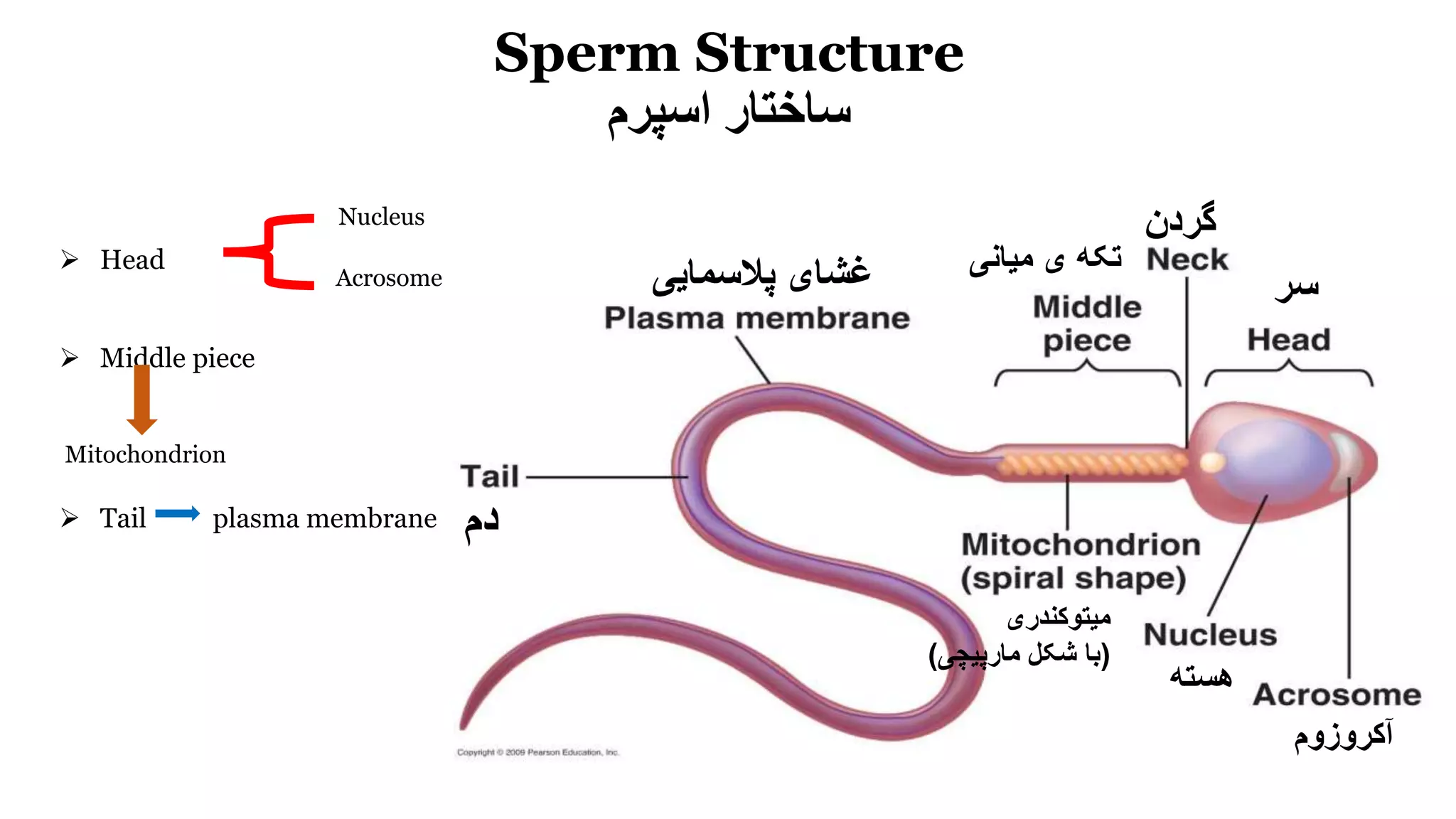 Fertilization | PPTX