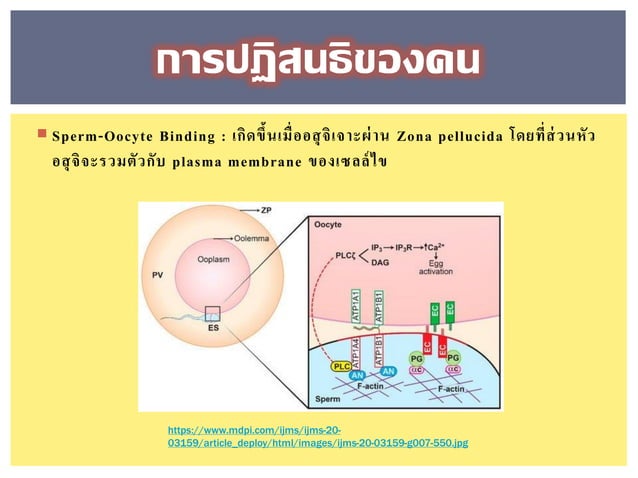 Fertilization Ppt 5459