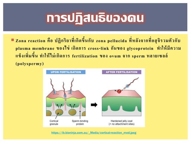 Fertilization Ppt
