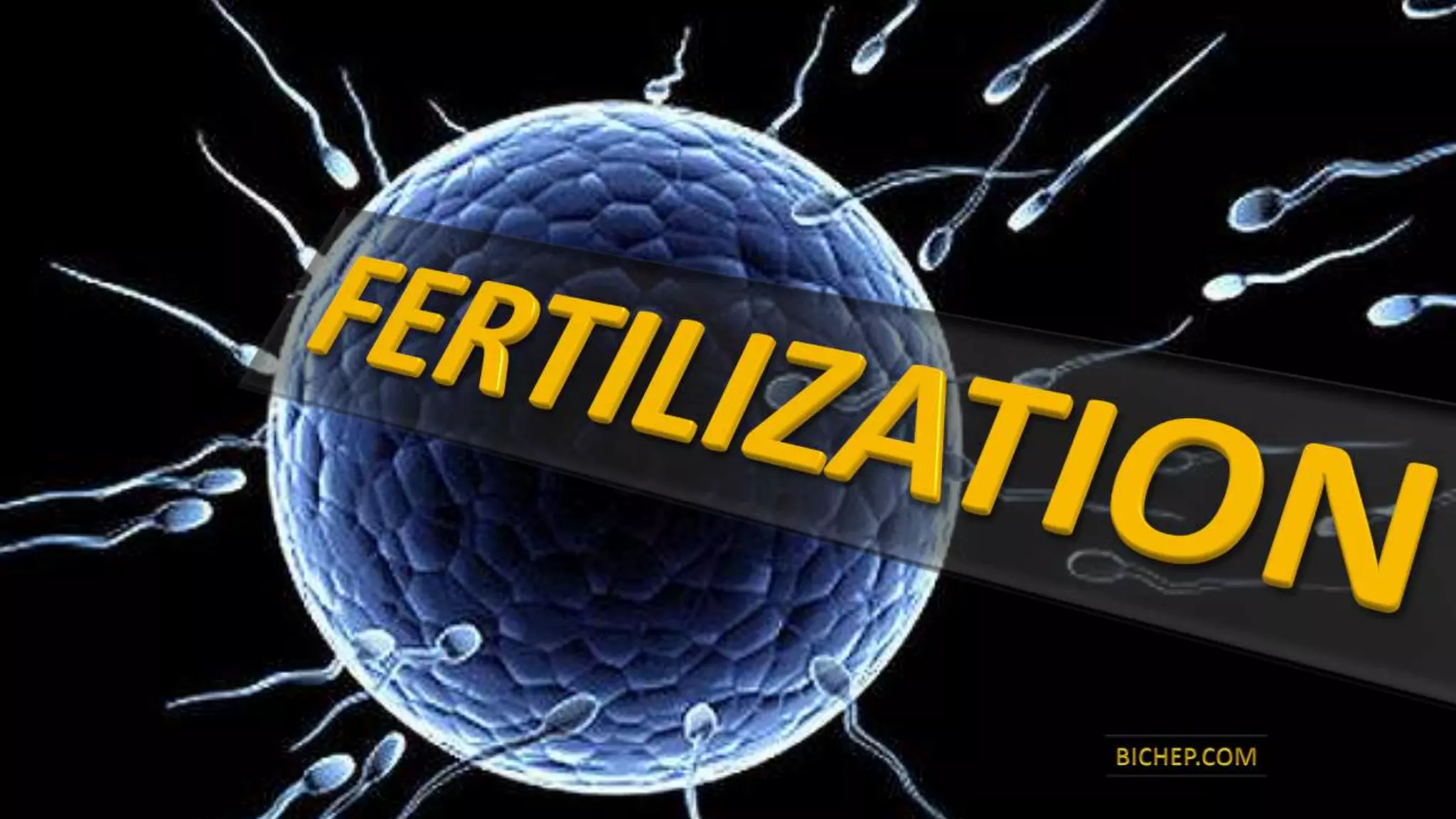 Human Reproduction- Fertilization and Parthenogenesis- Class 12 | PPSX ...
