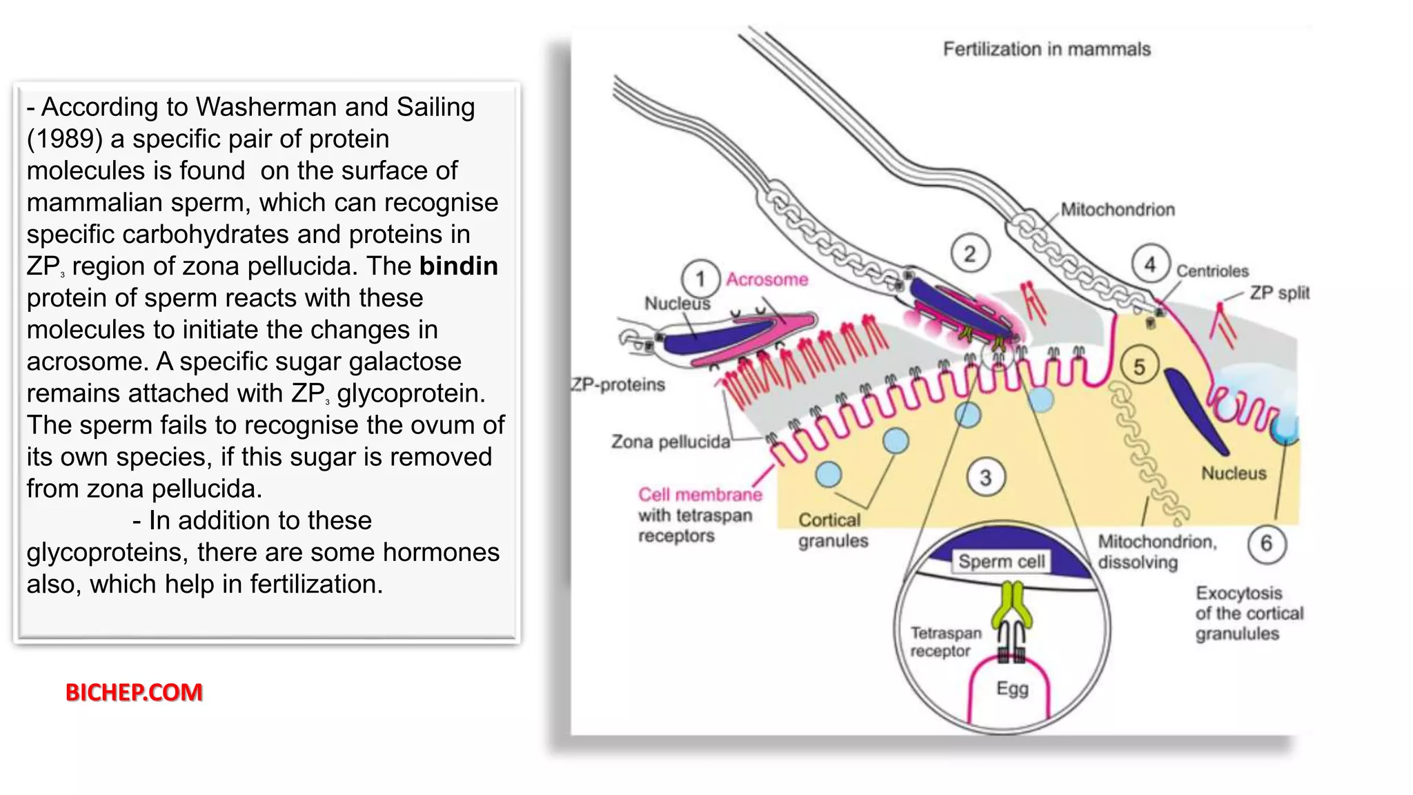 Human Reproduction- Fertilization and Parthenogenesis- Class 12 | PPSX ...