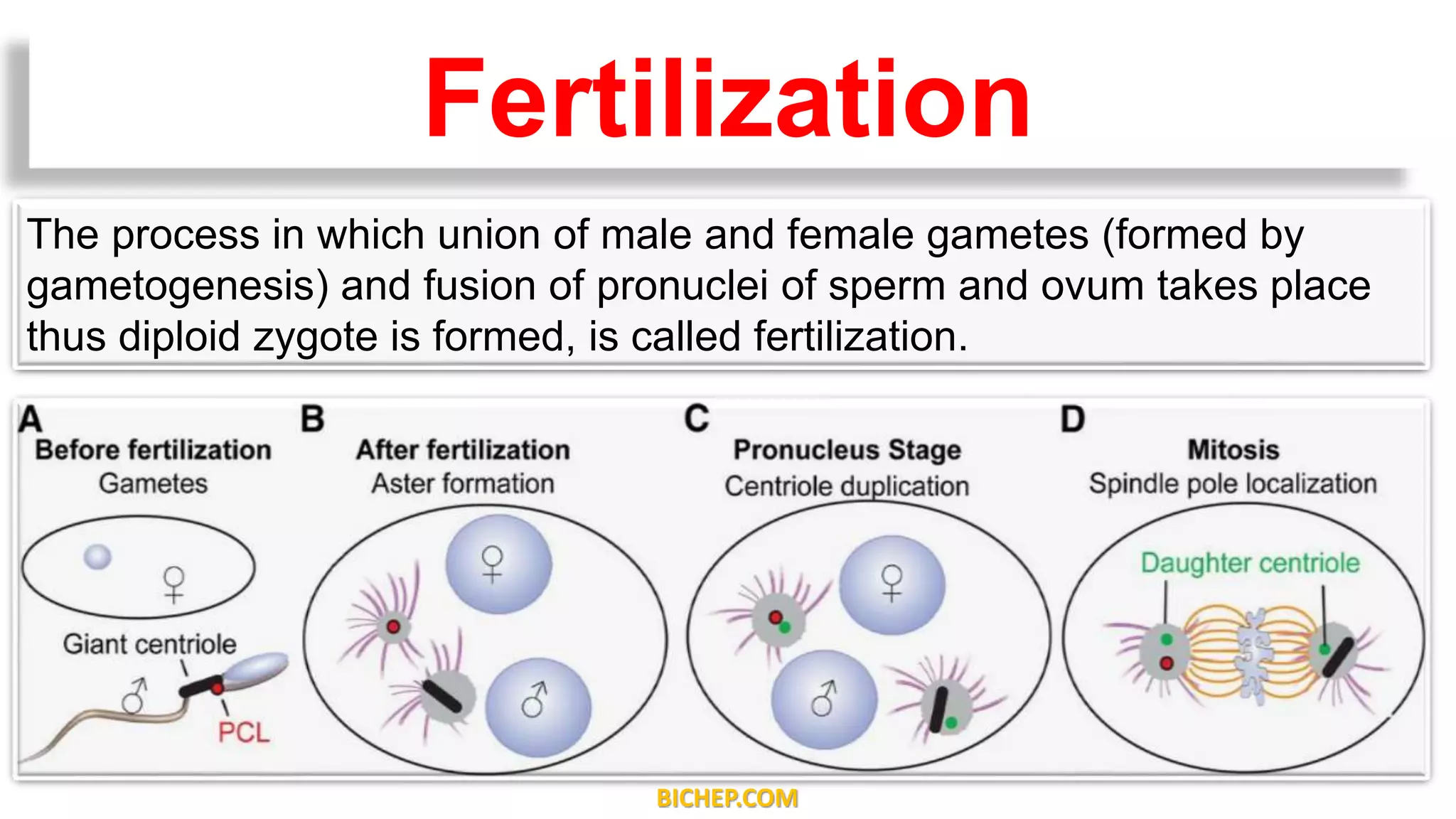 Human Reproduction- Fertilization and Parthenogenesis- Class 12 | PPSX ...