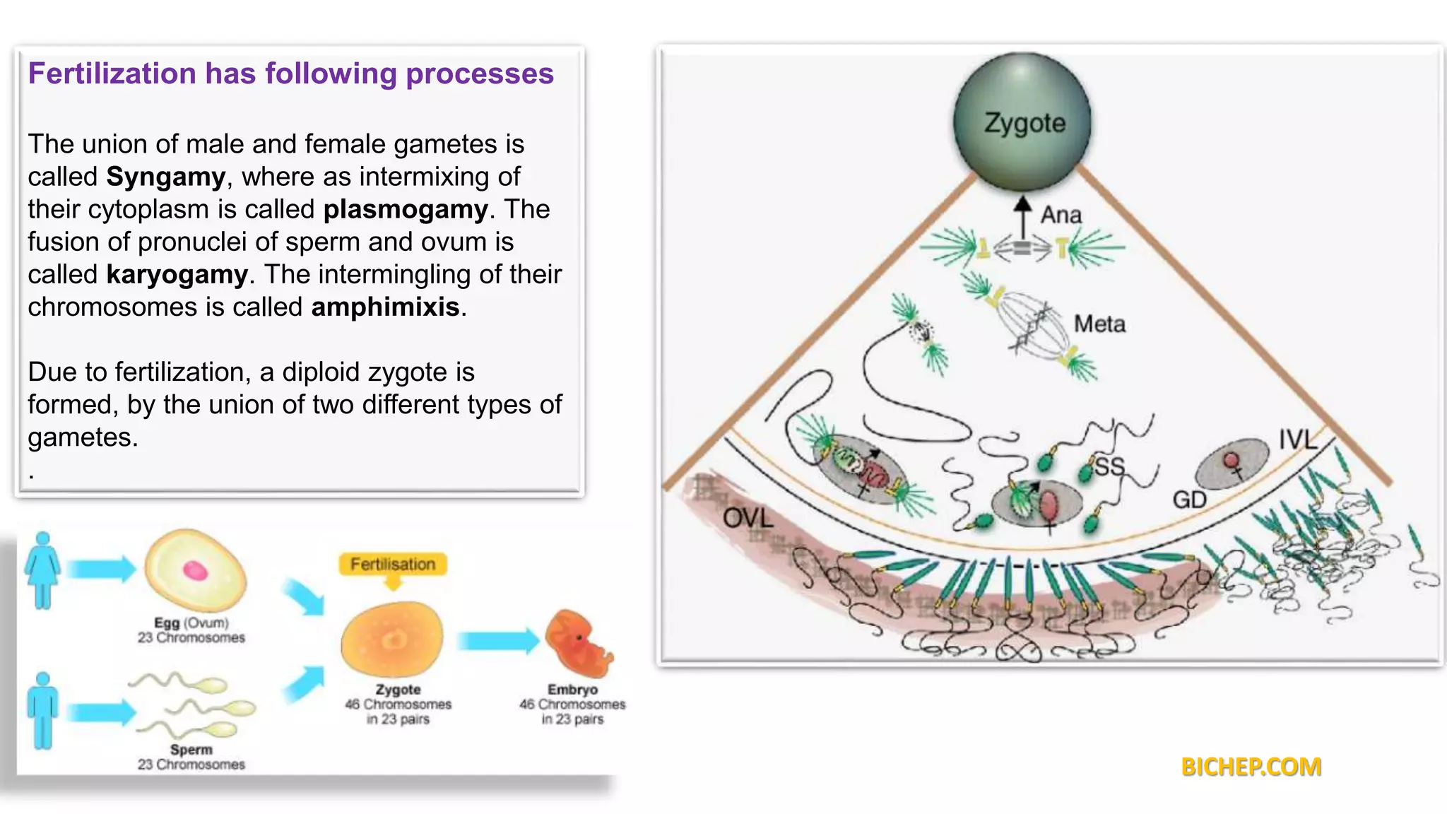 Human Reproduction- Fertilization and Parthenogenesis- Class 12 | PPSX ...
