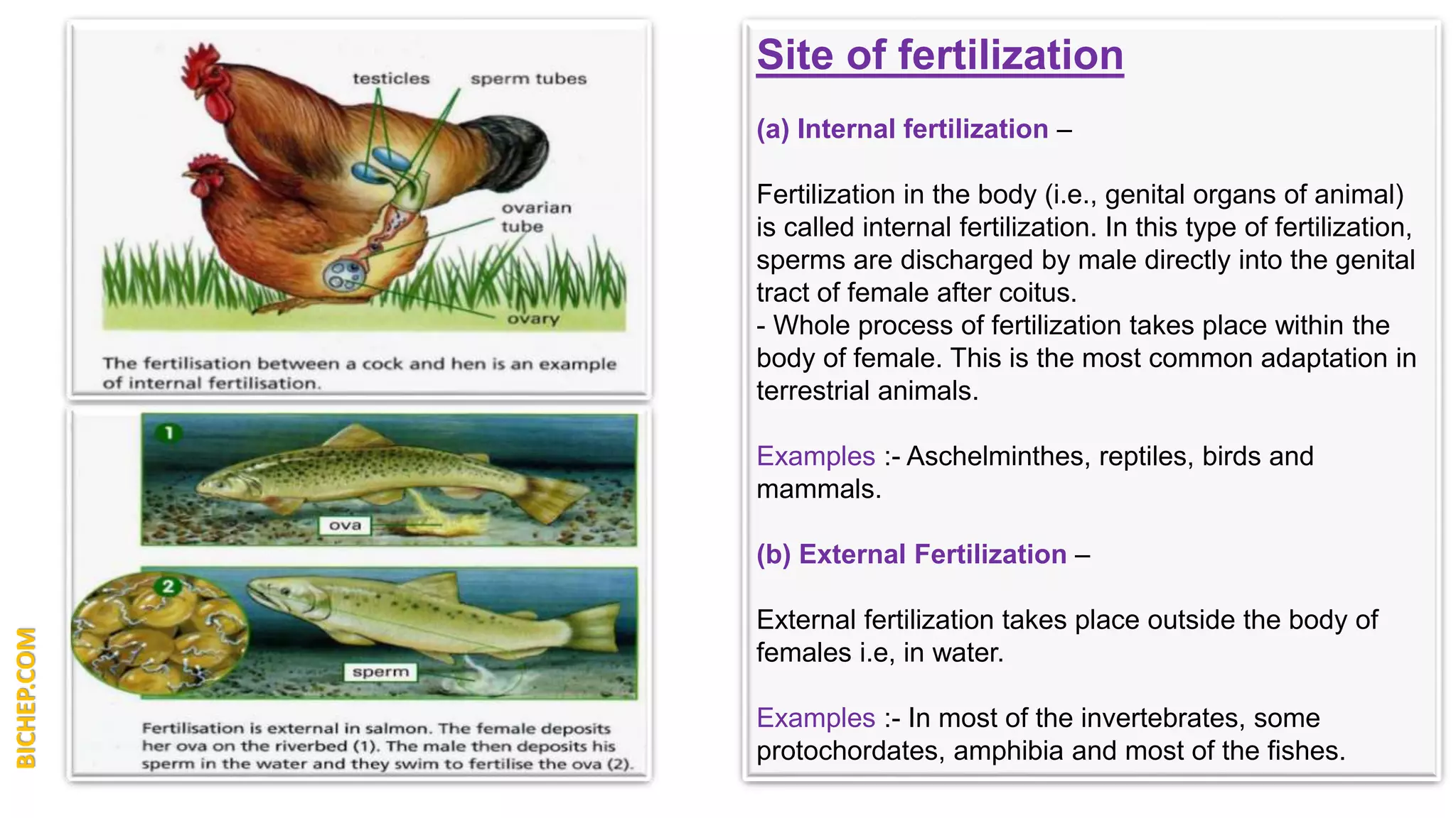Human Reproduction- Fertilization and Parthenogenesis- Class 12 | PPSX ...