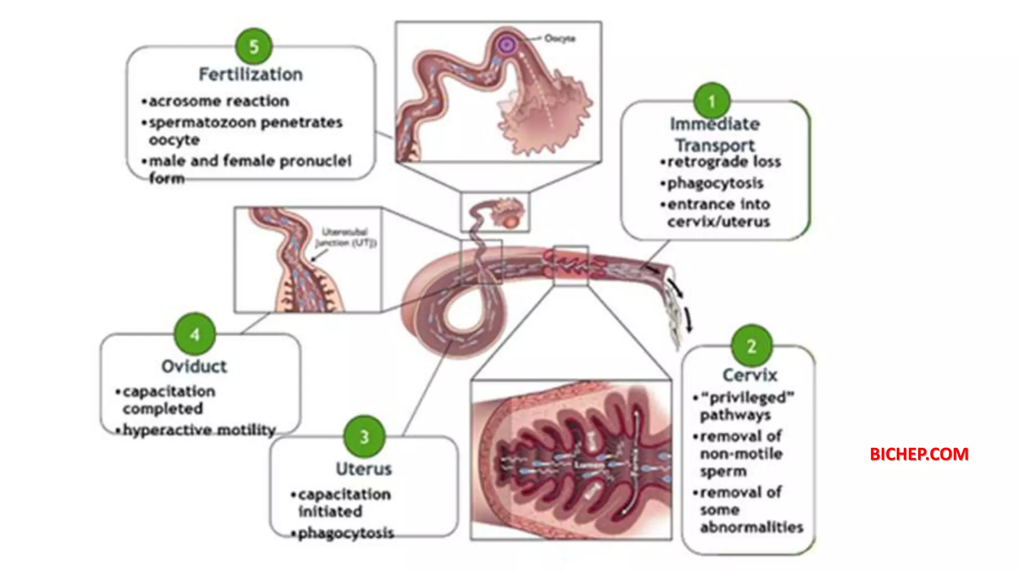 Human Reproduction- Fertilization and Parthenogenesis- Class 12 | PPSX ...