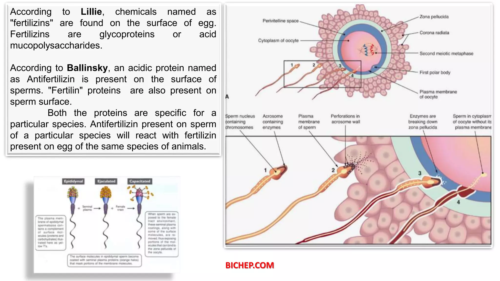 Human Reproduction- Fertilization and Parthenogenesis- Class 12 | PPSX ...
