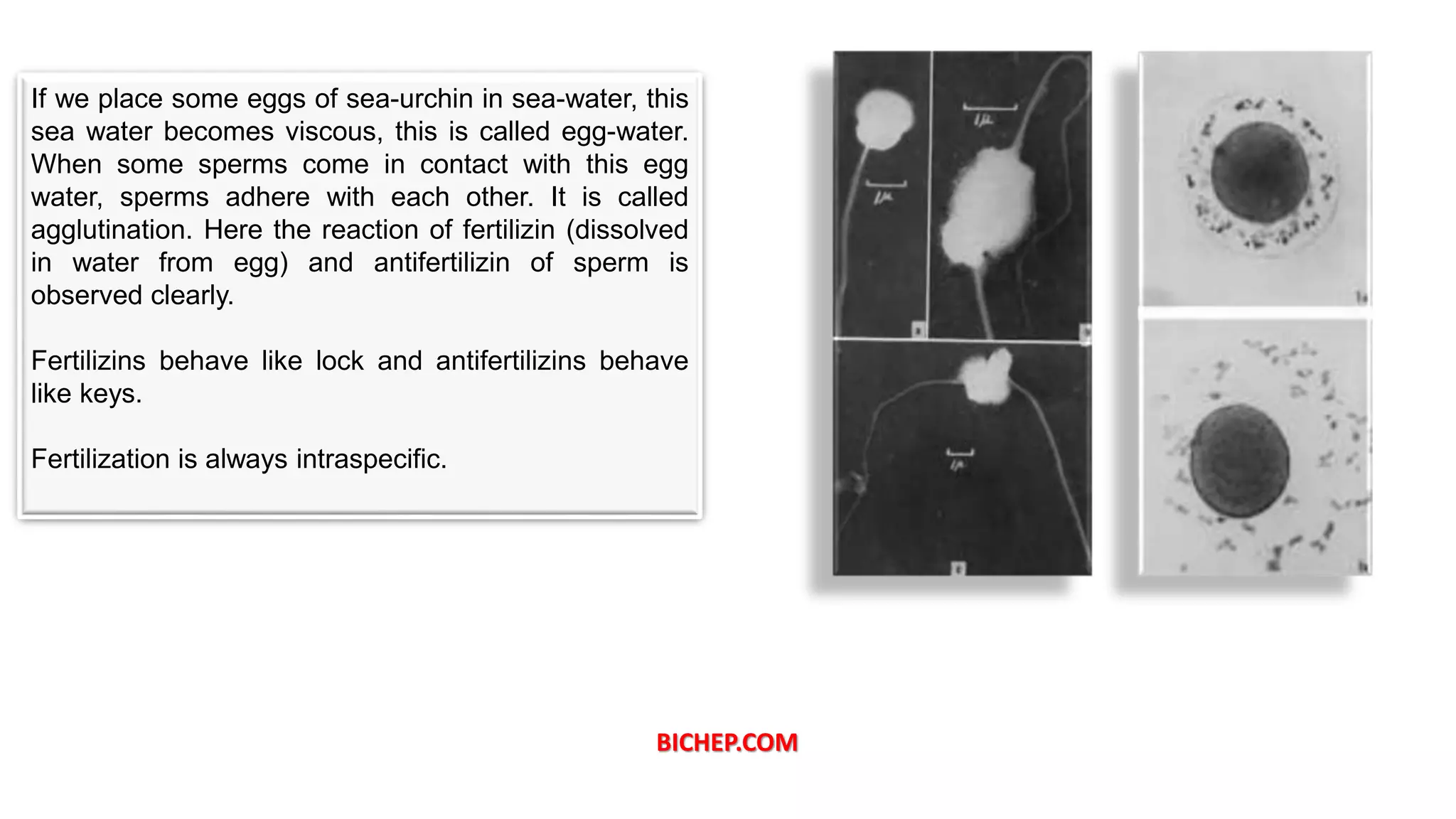 Human Reproduction- Fertilization and Parthenogenesis- Class 12 | PPSX ...