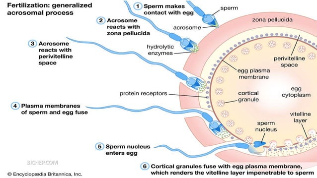 Human Reproduction- Fertilization and Parthenogenesis- Class 12 | PPSX ...