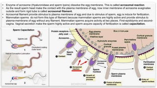 Human Reproduction- Fertilization and Parthenogenesis- Class 12 | PPSX