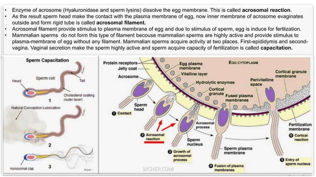 Human Reproduction- Fertilization and Parthenogenesis- Class 12 | PPSX ...