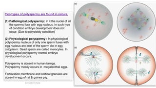 Human Reproduction- Fertilization and Parthenogenesis- Class 12 | PPSX ...