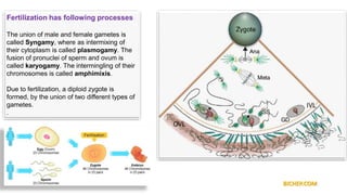 Human Reproduction- Fertilization and Parthenogenesis- Class 12 | PPSX